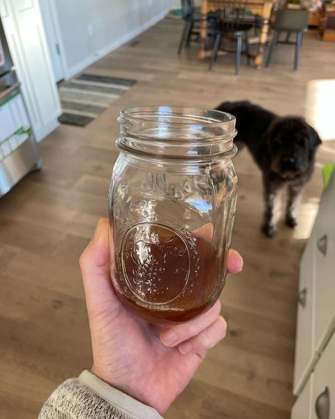 Can Dogs Eat Maple Syrup? Here's Why Vets Don't Recommend It - The ...