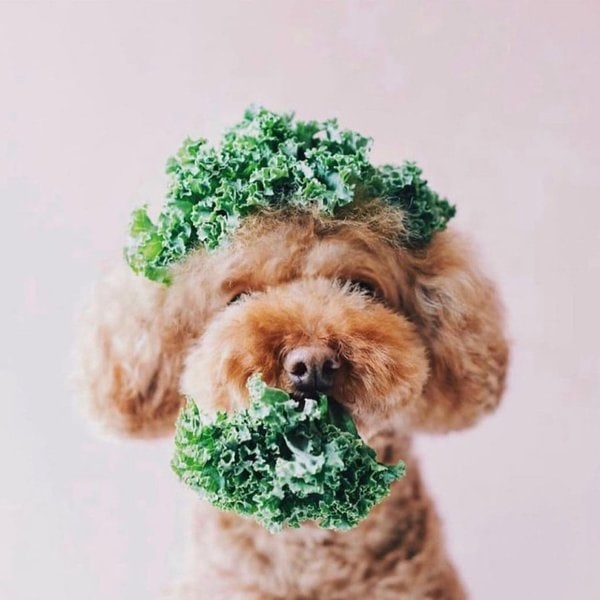 Can Dogs Have Kale? Here's How We Rate This Highly Controversial ...