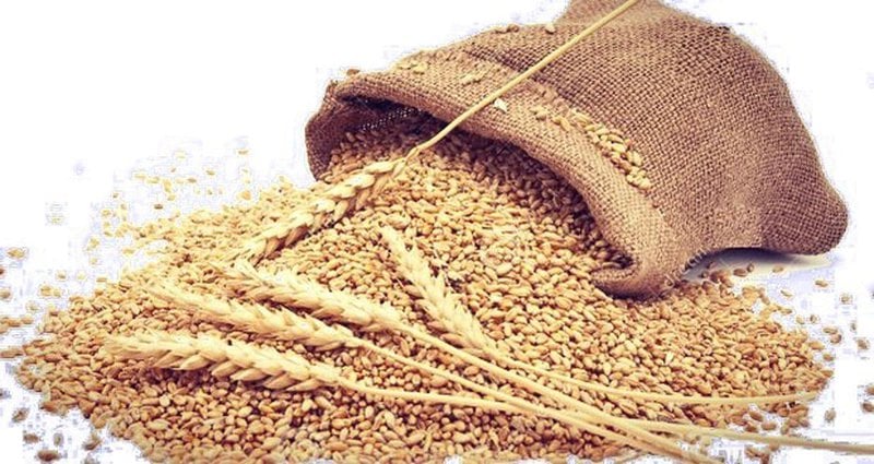 Can Dogs Eat Wheat? Understanding Wheat Allergies In Dogs - The Goody Pet