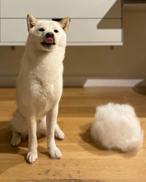 White Shiba Inu - Your Complete Breed Guide - The Goody Pet