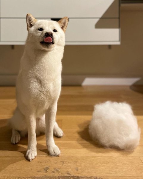 White Shiba Inu - Your Complete Breed Guide - The Goody Pet