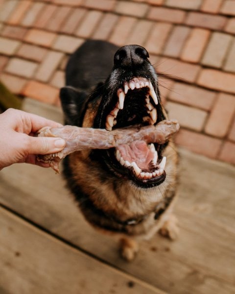 Can Dogs Eat Duck, Cooked, Or Raw? - The Goody Pet