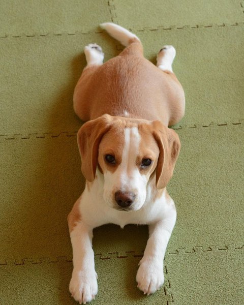 Lemon Beagle - Your Complete Breed Guide - The Goody Pet