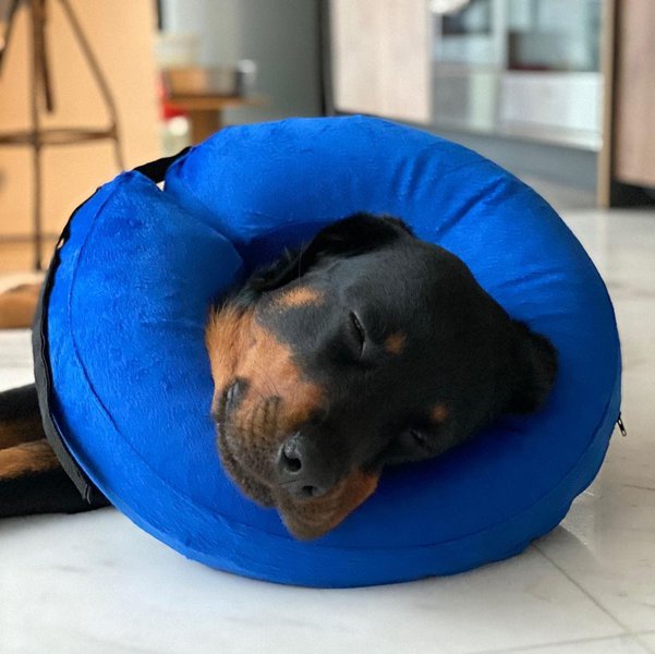 Miniature Rottweiler - Your Complete Breed Guide - The Goody Pet