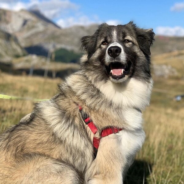 21 Sheepdog Breeds That Love Herding Sheep - The Goody Pet