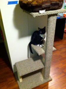 23 DIY Free Cat Tree Plans (Blueprints Included!) - The Goody Pet