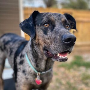 22 Blue Dog Breeds That You Never Know Existed - The Goody Pet