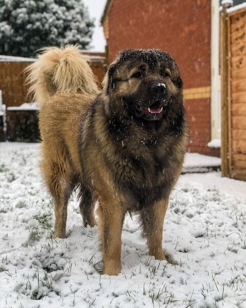 Caucasian Shepherd Dog - Your Complete Breed Guide To The Russian Bear ...