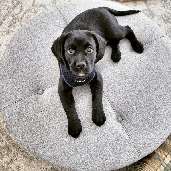 46 Black Lab Mixes That Will Put A Smile On Batman - The Goody Pet