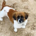 52 Extremely Adorable Corgi Mixes That Will Make You Go Awww - The ...