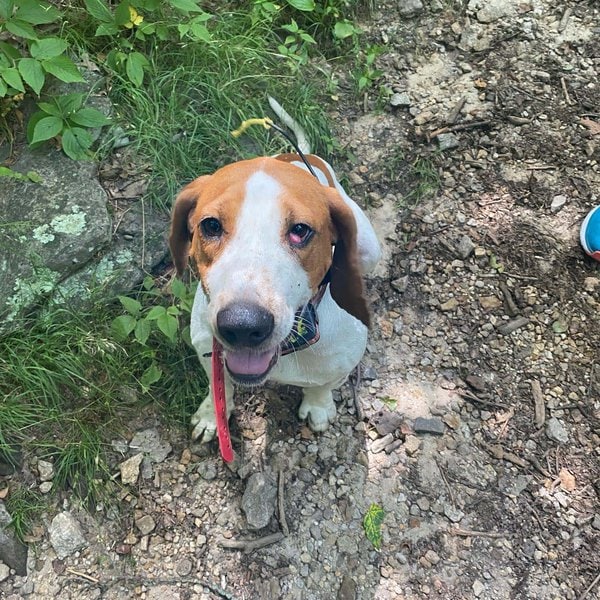 Lemon Beagle - Your Complete Breed Guide - The Goody Pet