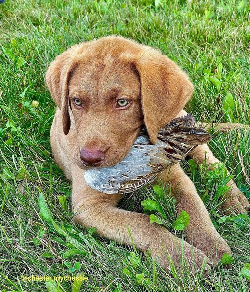 22 Brown Dog Breeds That Chocoholics Will Favor - The Goody Pet