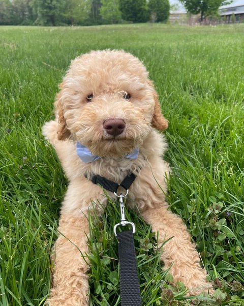 31 Poodle Hairstyles: List Of Clips And Cuts - The Goody Pet