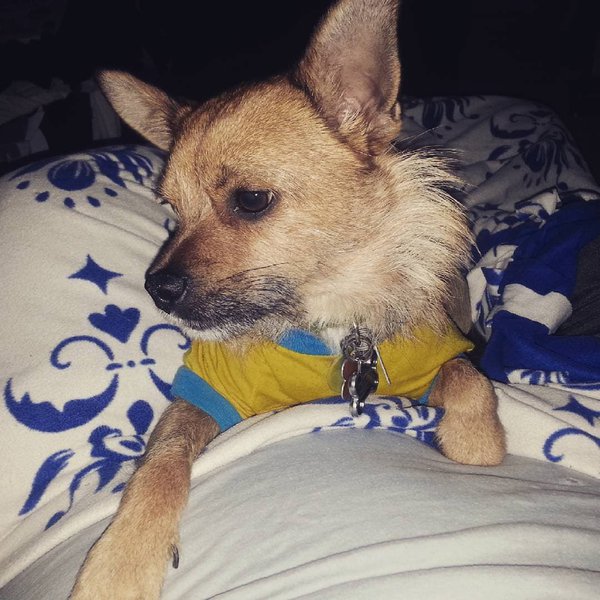 11 Airedale Terrier Mixes And Reasons Why Such Puppies Are Getting ...