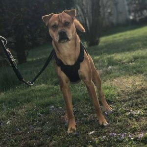 22 Adorable Boxer Mixes That You Never Know Existed - The Goody Pet