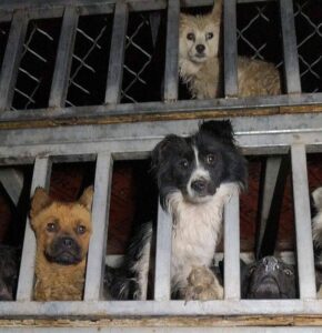 What Countries Eat Dogs? 17 Places Around The World Where You Can Have ...