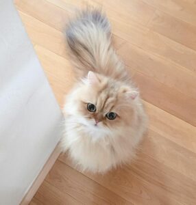 12 Fluffy Cats That Are So Soft, You'll Never Want To Stop Petting Them ...