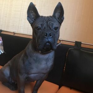 21 Fascinating Chinese Dog Breeds: Surprising Origins - The Goody Pet