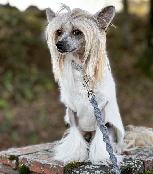 32 Low-Cost Dog Breeds That Shouldn’t Burn A Hole In Your Pocket - The ...