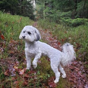 62 Poodle Mixes That You Cannot Remember Them All - The Goody Pet