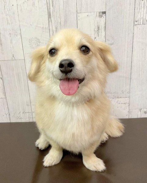 26 Weird & Unusual Dog Mixes You Find Them Hard To Believe - The Goody Pet