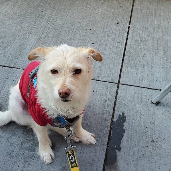 26 Weird & Unusual Dog Mixes You Find Them Hard To Believe - The Goody Pet
