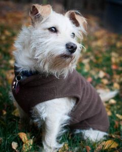 28 Schnauzer Mixes That You Never Know Existed - The Goody Pet