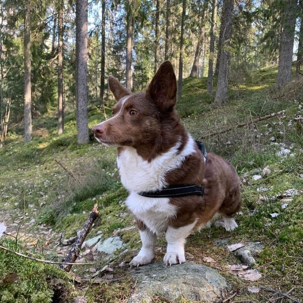 What Colors And Patterns Does A Corgi Come In? - The Goody Pet