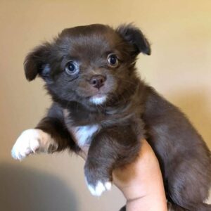 37 Hidden Colors And Patterns Of A Chihuahua - The Goody Pet