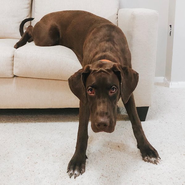 19 Majestic Colors And Patterns Of A Great Dane - The Goody Pet