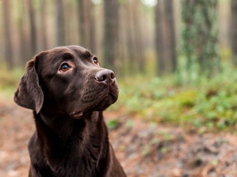 Chocolate Labrador - Your Complete Breed Guide - The Goody Pet