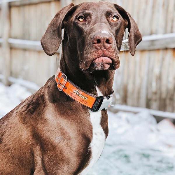 19 Majestic Colors And Patterns Of A Great Dane - The Goody Pet