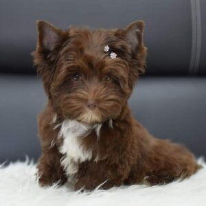 16 Extravagant Colors And Patterns Of A Yorkie - The Goody Pet