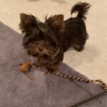 16 Extravagant Colors And Patterns Of A Yorkie - The Goody Pet