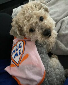 62 Poodle Mixes That You Cannot Remember Them All - The Goody Pet