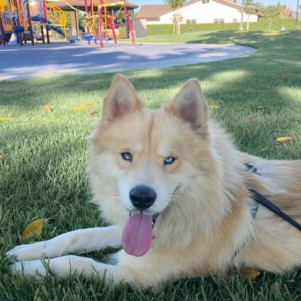 33 Cutest Mixed Breed Dogs That Will Make You Fall In Love With - The ...