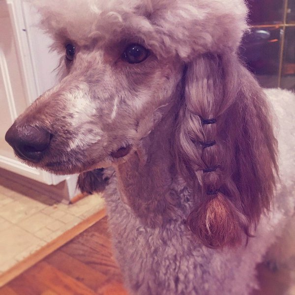 31 Poodle Hairstyles: List Of Clips And Cuts - The Goody Pet