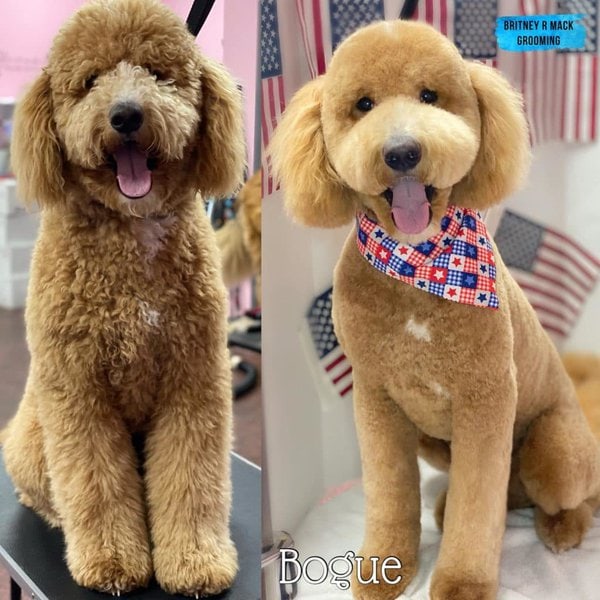 21 Goldendoodle Haircuts That May Surprise You And Your Goldendoodle ...