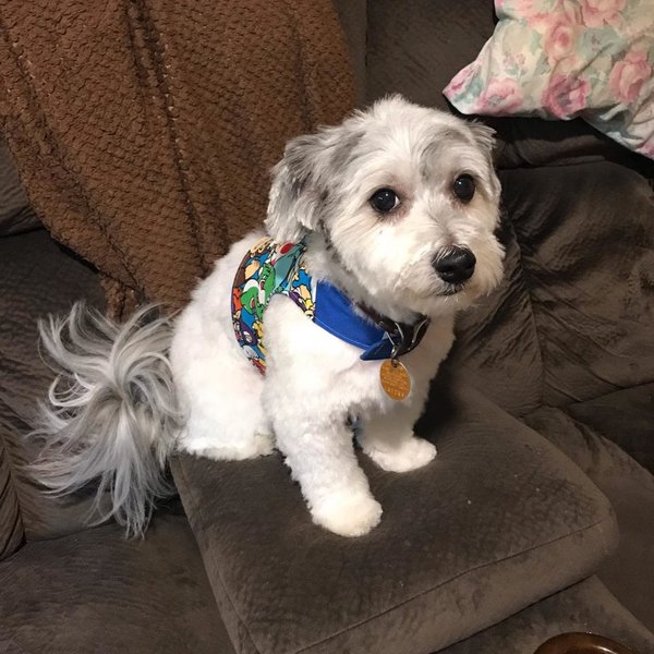 11 Havanese Haircuts That Would Make Your Pup A Star - The Goody Pet