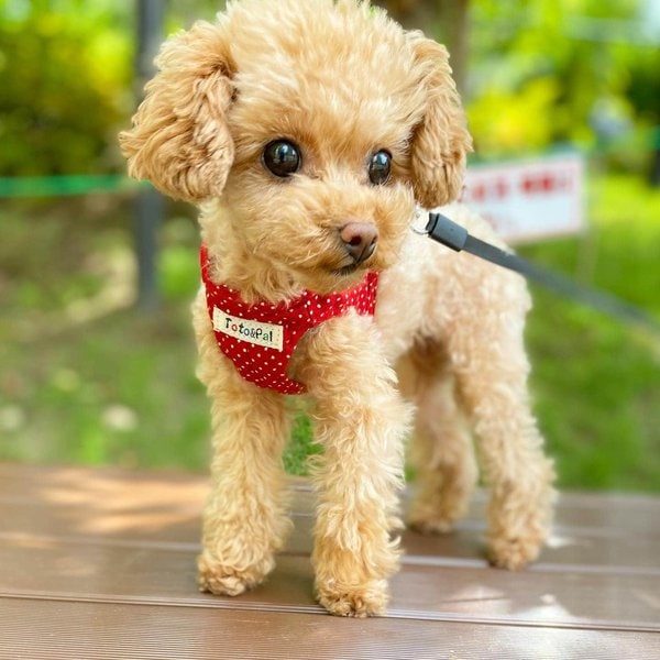 Teacup Poodle - Your Complete Breed Guide - The Goody Pet