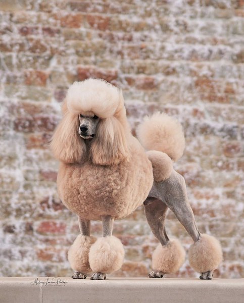 How To Determine Your Dog's Breed - Purebreds VS Mixed Breeds - The ...