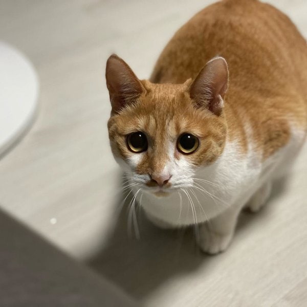 Male VS Female Cat - 13 Key Differences, Pros And Cons - The Goody Pet