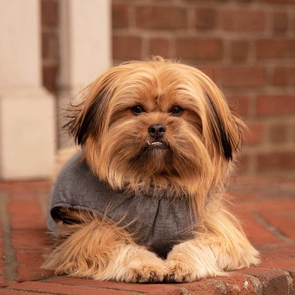 Pomeranian Shih Tzu Mix - Your Complete Breed Guide To The Shiranian ...
