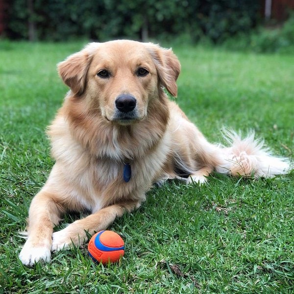 Border Collie Golden Retriever Mix - Your Complete Breed Guide To The ...