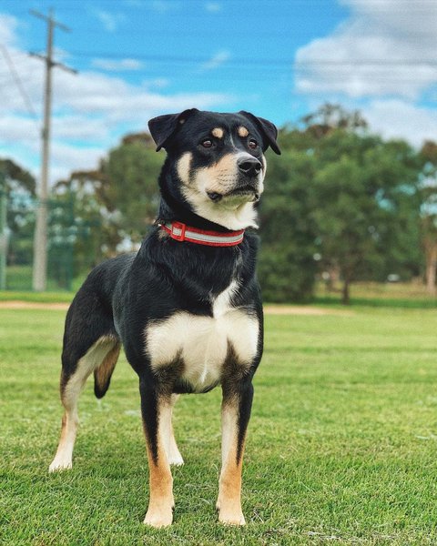 Rottweiler Husky Mix - Your Complete Breed Guide To The Rottsky - The ...