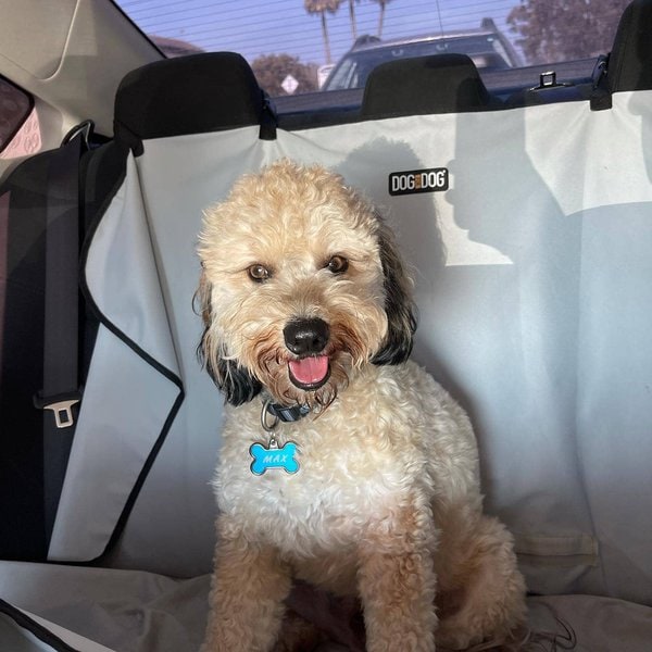 Terrier Poodle Mix - Your Complete Breed Guide To The Terripoo - The ...