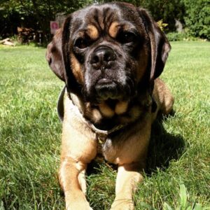 49 Pug Mixes That You Never Know Existed - The Goody Pet