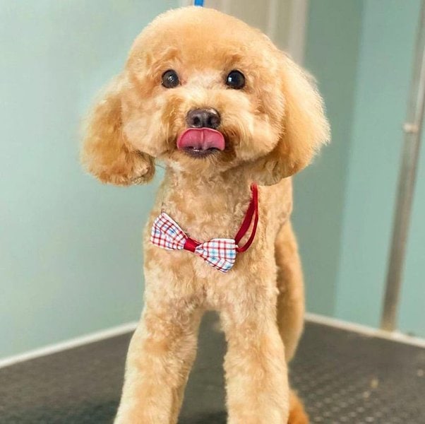 Teddy Bear Poodle - Your Complete Breed Guide - The Goody Pet