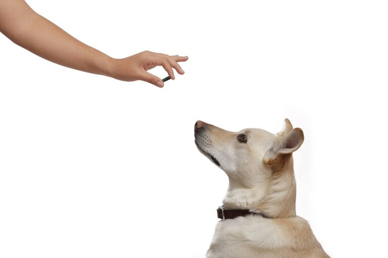 11 Natural Laxatives For A Constipated Dog To Make Them Poop Quickly ...