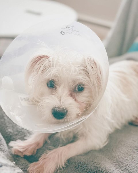 Miniature Schnauzer Shih Tzu Mix - Your Complete Breed Guide To The ...